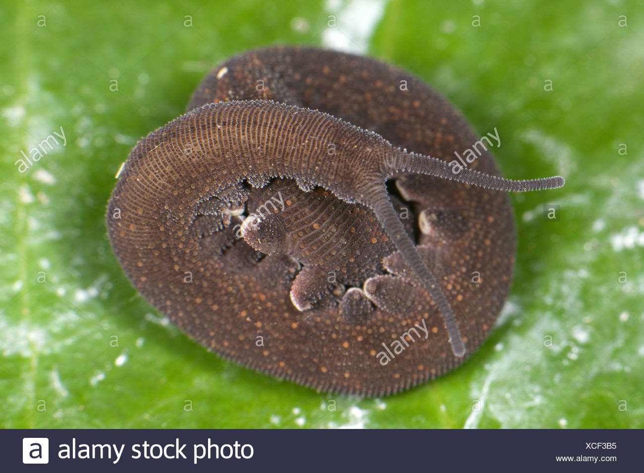 Peripatus Stock Photos & Peripatus Stock Images - Alamy