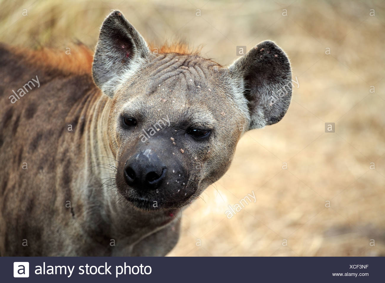 Female Spotted Hyena High Resolution Stock Photography and Images - Alamy