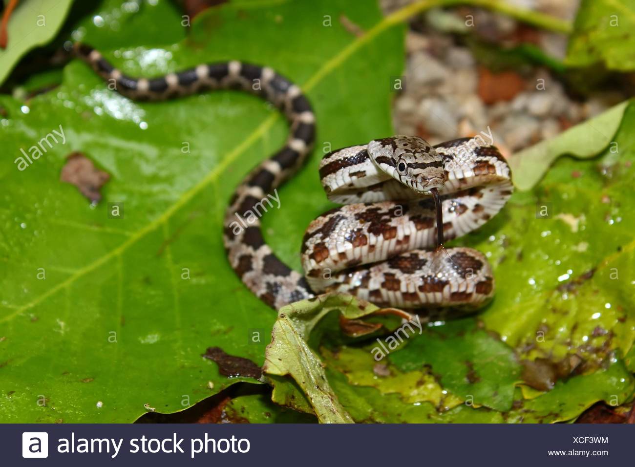 Juvenile Rat Snake High Resolution Stock Photography and Images - Alamy