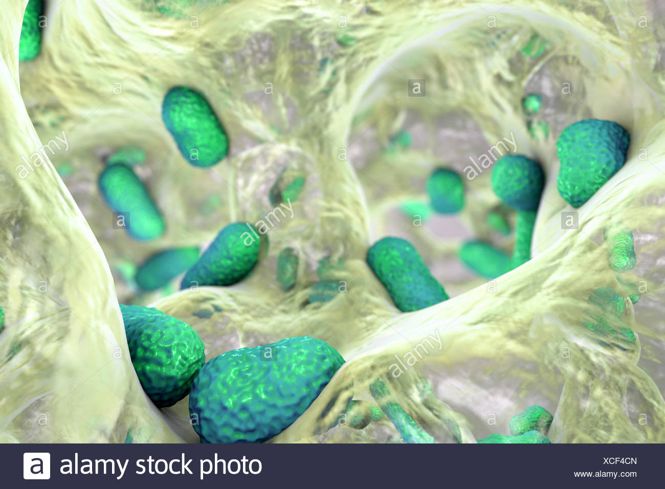 Acinetobacter Baumannii Bacteria High Resolution Stock Photography and ...