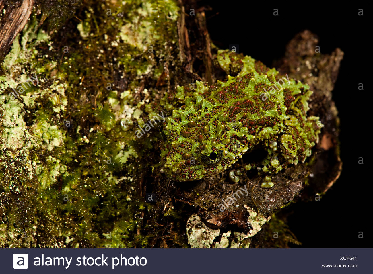 Theloderma High Resolution Stock Photography and Images - Alamy
