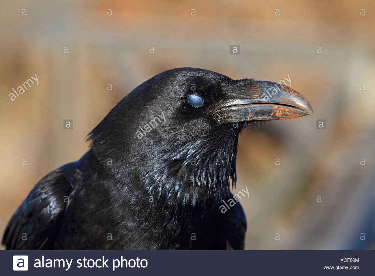 Raven Eye High Resolution Stock Photography and Images - Alamy