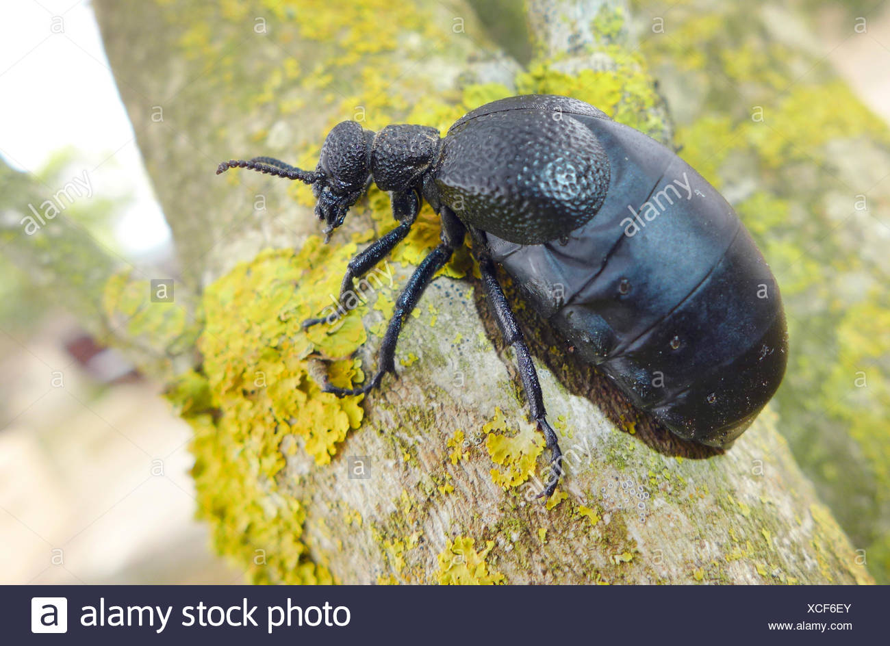 Spanish Oil Beetle High Resolution Stock Photography and Images - Alamy