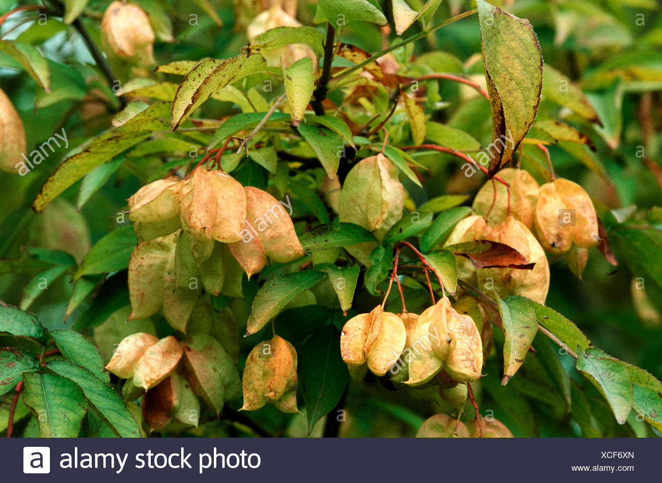 Woody Capsules High Resolution Stock Photography and Images - Alamy
