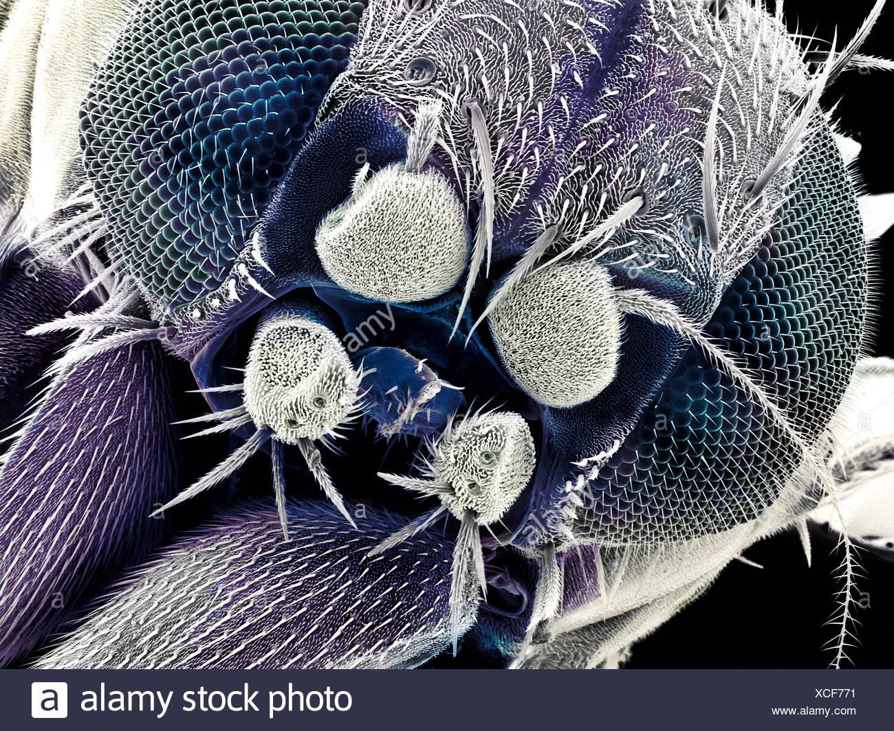 Fruit Fly Microscope Stock Photos & Fruit Fly Microscope Stock Images ...