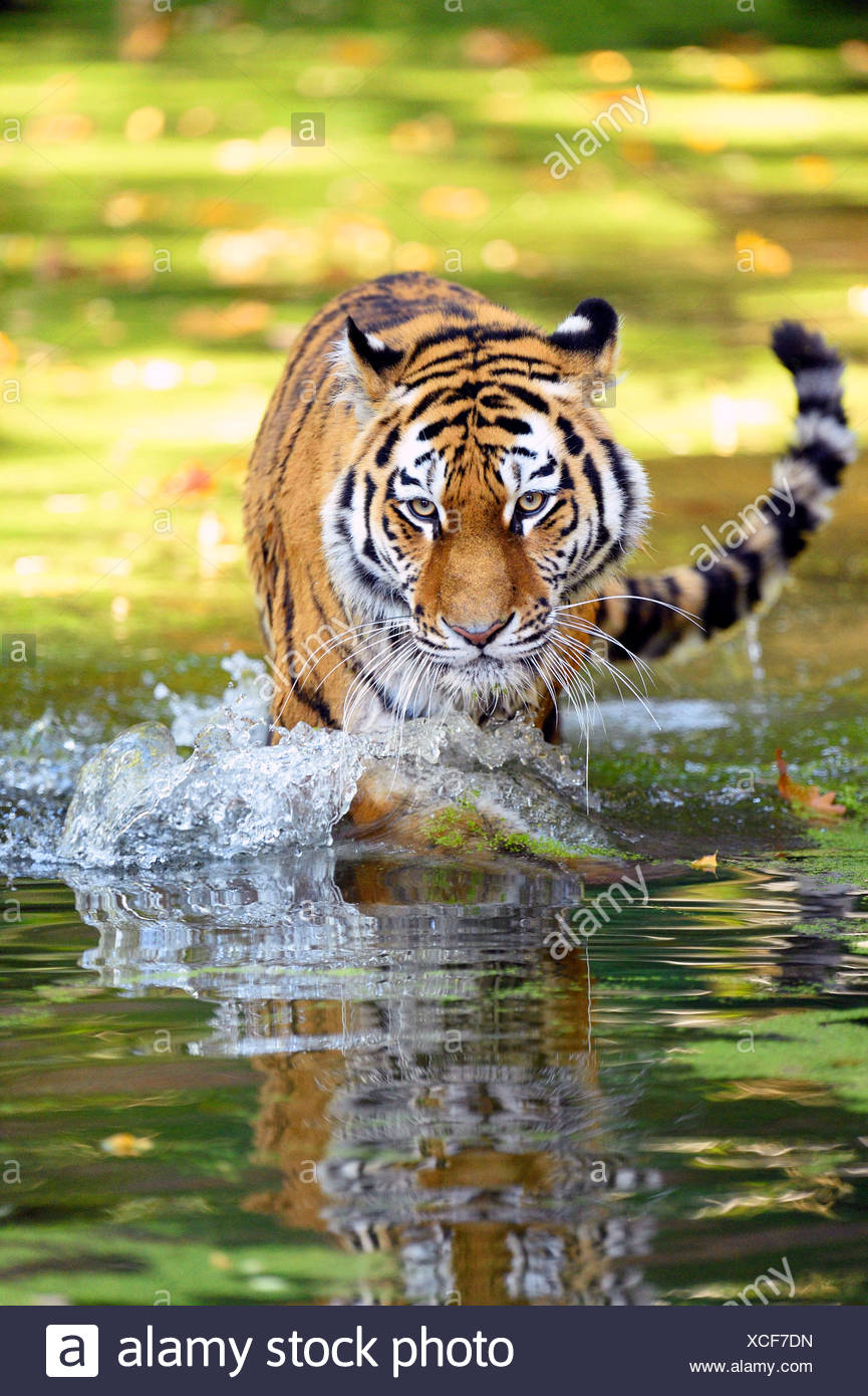Walking Tiger High Resolution Stock Photography and Images - Alamy