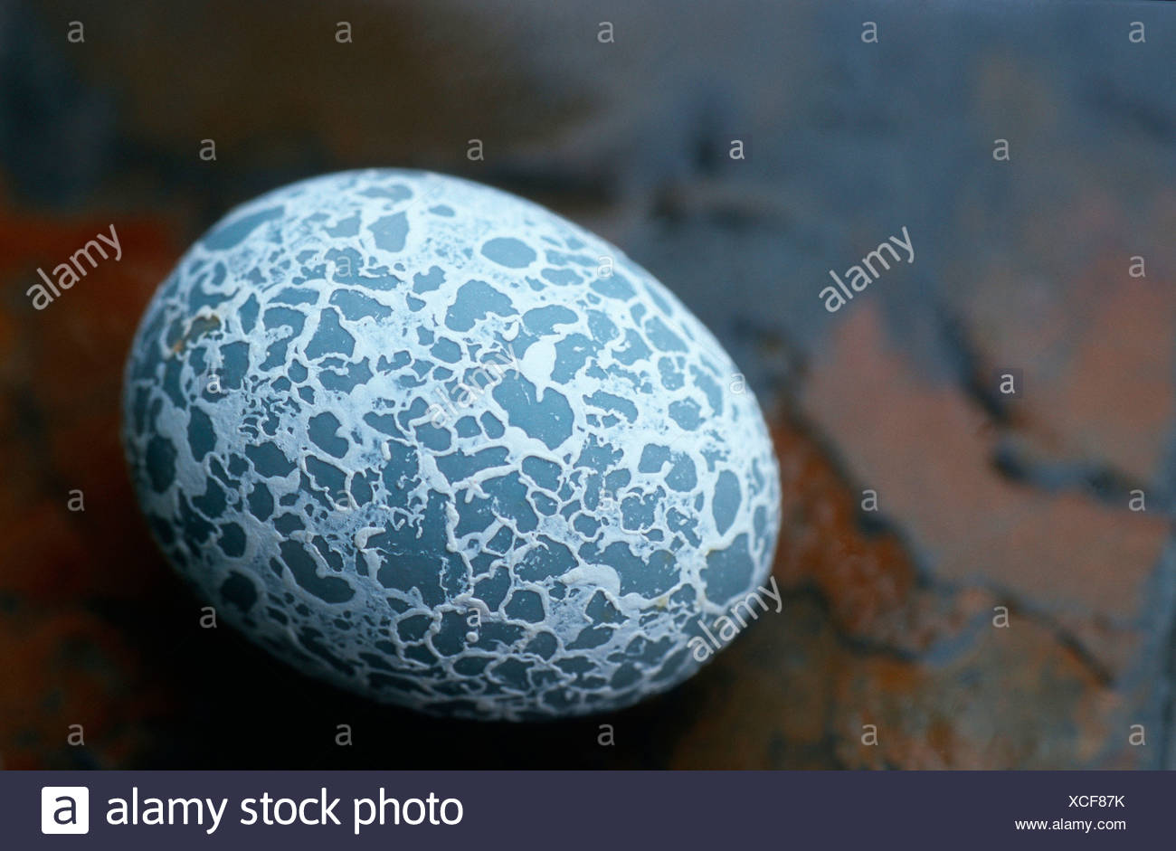 Cuckoo Egg Stock Photos & Cuckoo Egg Stock Images - Alamy