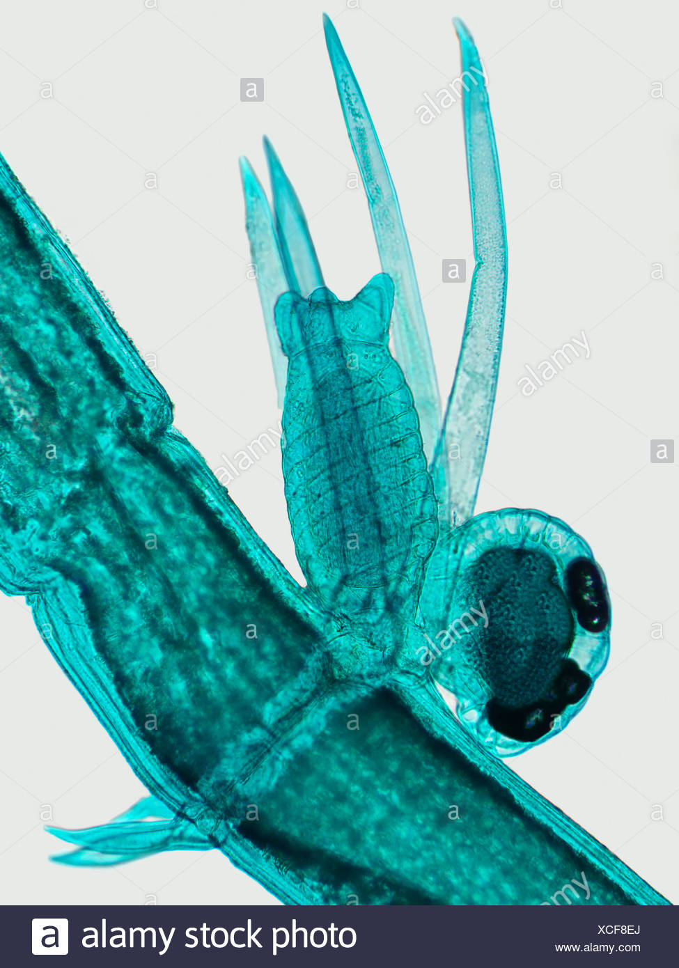 Chara Algae Stock Photos & Chara Algae Stock Images - Alamy