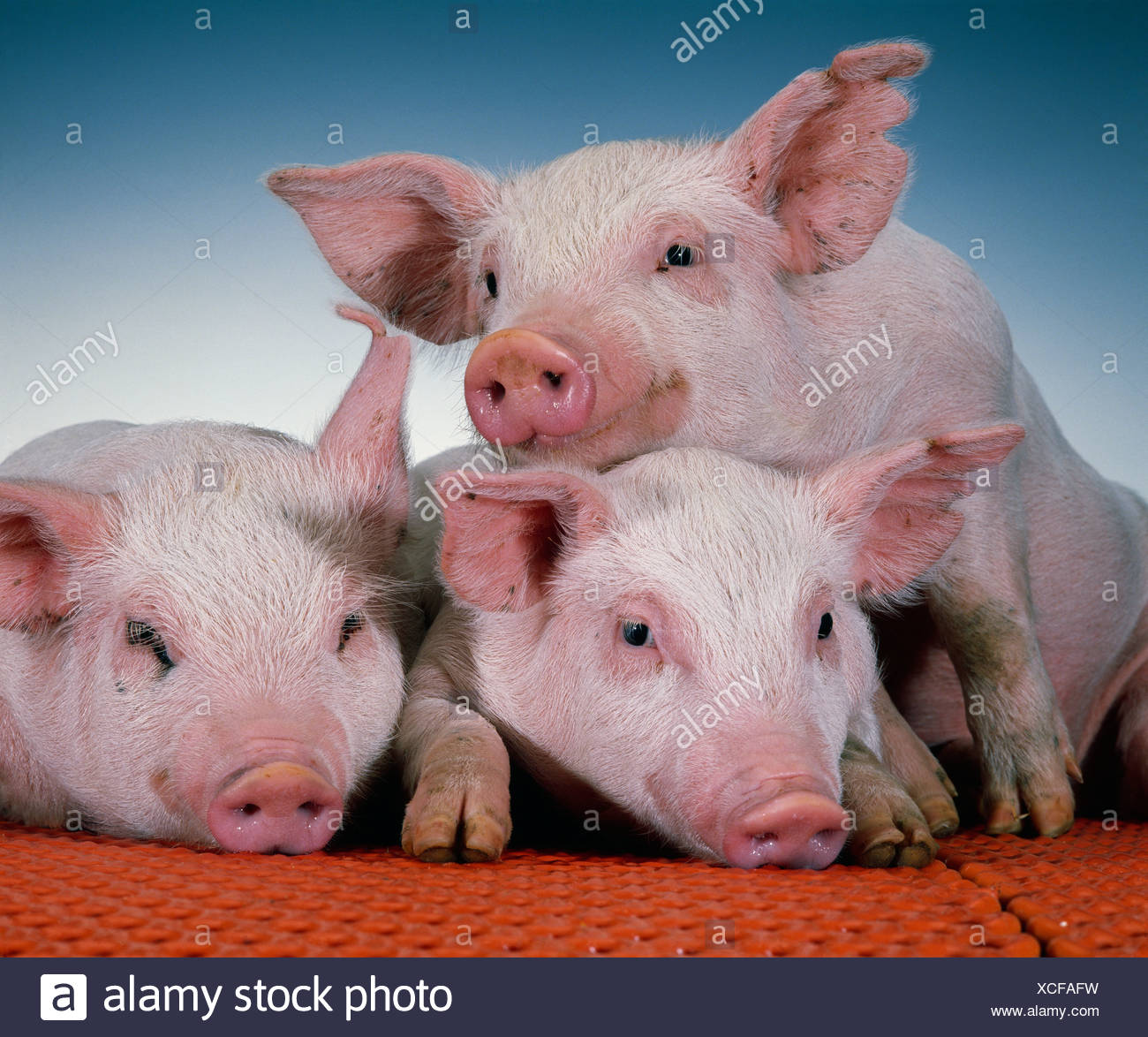 Crossbred Pigs High Resolution Stock Photography and Images - Alamy