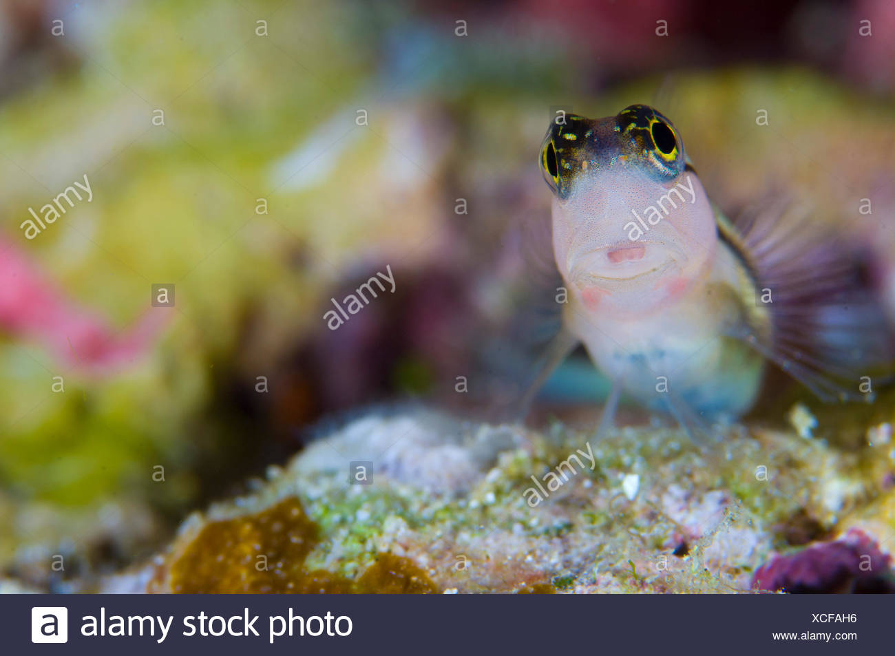 Rock Blenny High Resolution Stock Photography and Images - Alamy