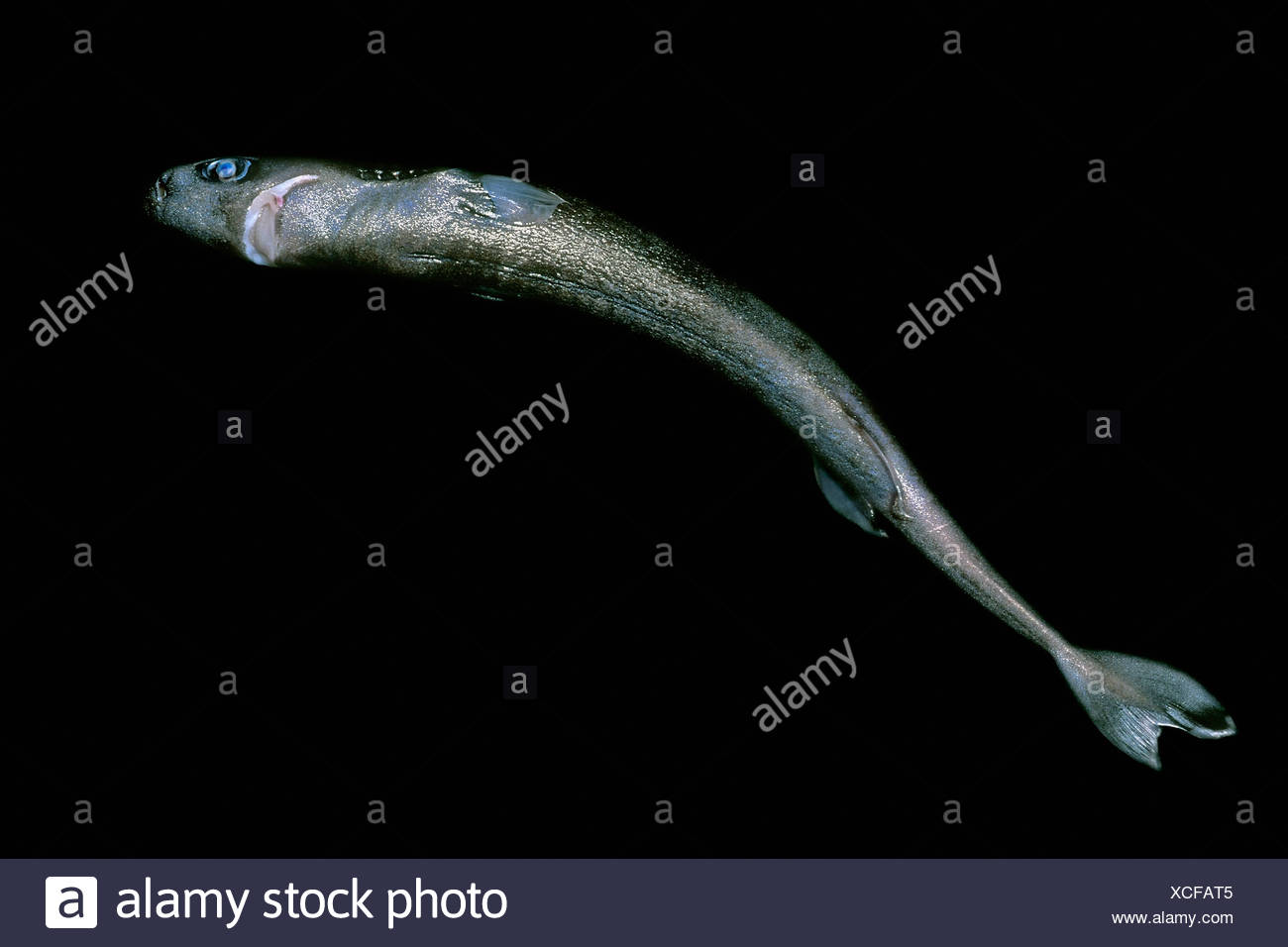 Euprotomicrus Bispinatus High Resolution Stock Photography and Images ...