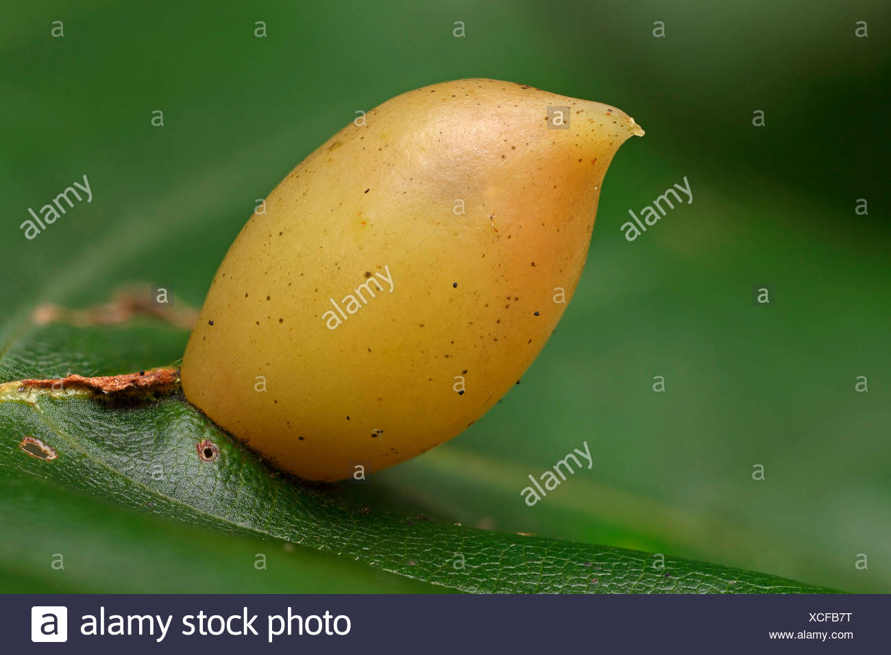 Fagi High Resolution Stock Photography and Images - Alamy