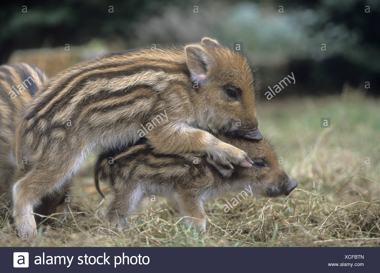 Wild Boars Fighting Stock Photos & Wild Boars Fighting Stock Images - Alamy