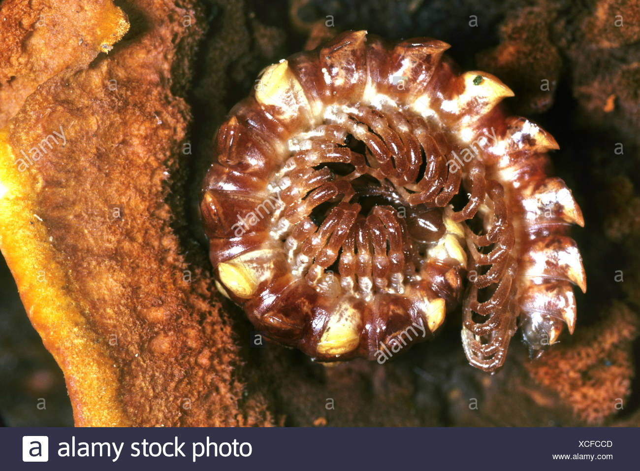Polydesmus High Resolution Stock Photography and Images - Alamy
