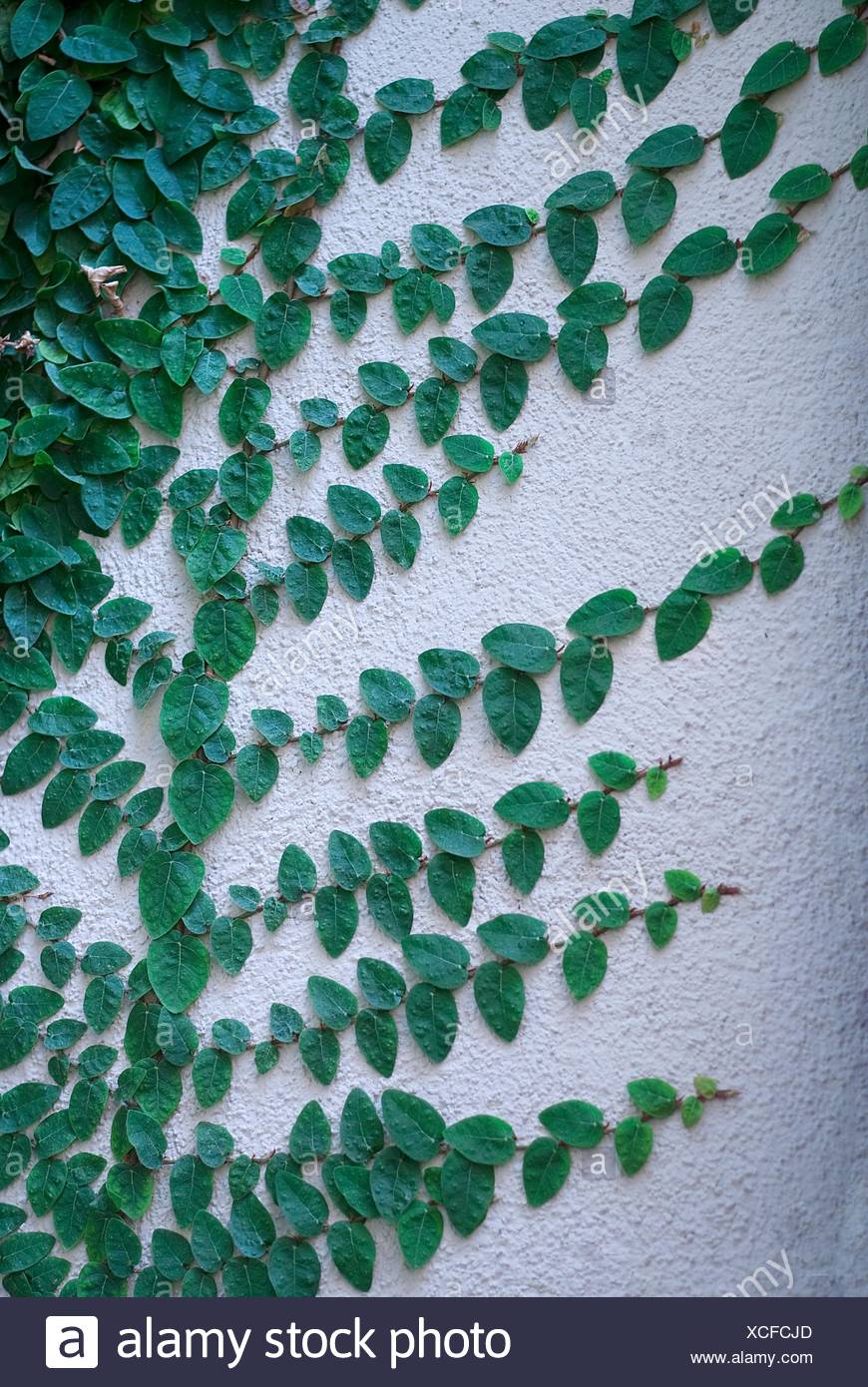 Ficus Pumila Plant High Resolution Stock Photography and Images - Alamy