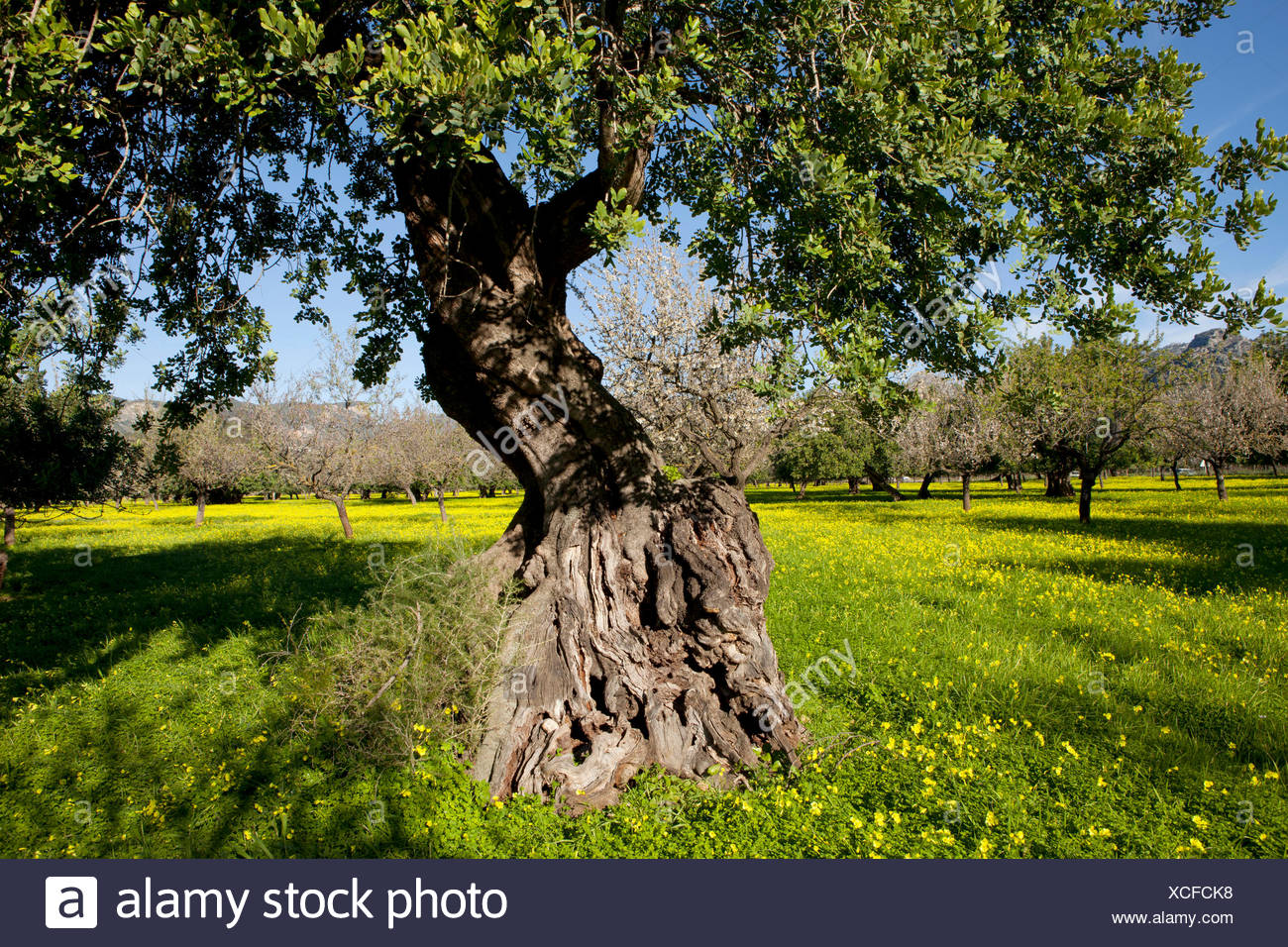 Evergreen Oak High Resolution Stock Photography and Images - Alamy
