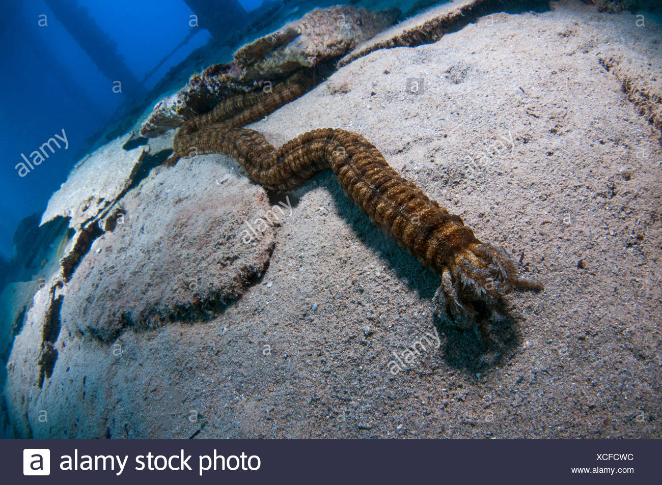 Zebra Sea Cucumber High Resolution Stock Photography and Images - Alamy