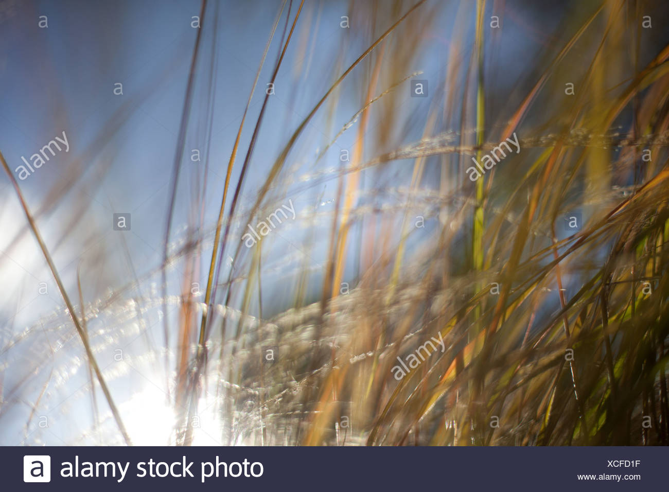 Depth Of Field Grass High Resolution Stock Photography and Images - Alamy