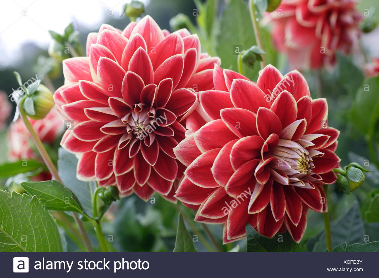 Dahlia Hybrida High Resolution Stock Photography and Images - Alamy