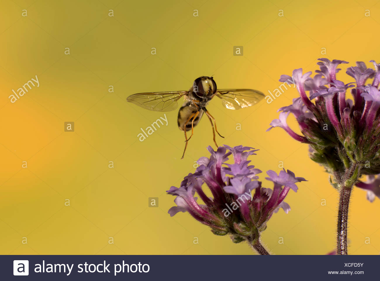 Uk Flying Insect High Resolution Stock Photography and Images - Alamy