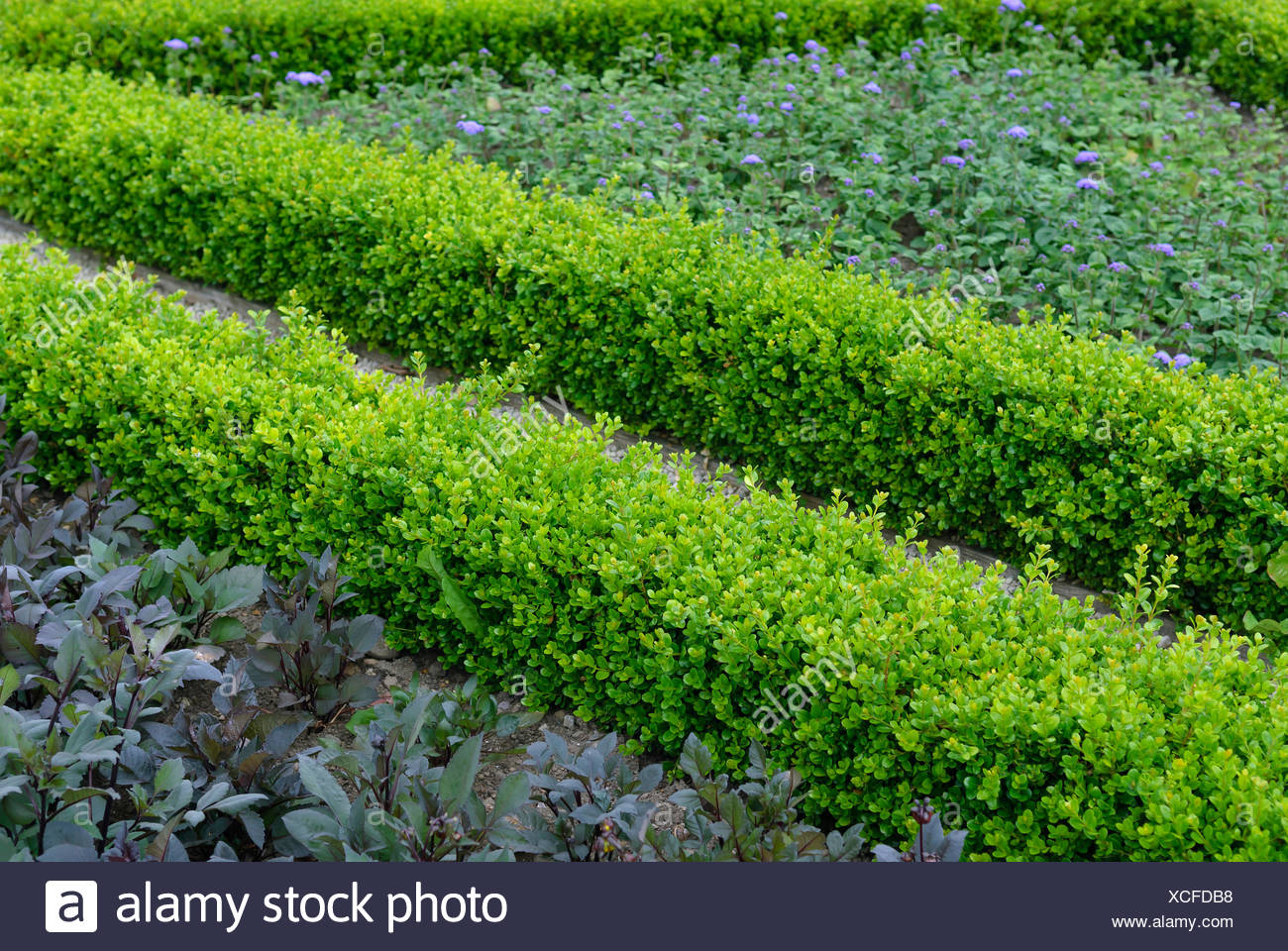 Buxus Sempervirens Suffruticosa Stock Photos & Buxus Sempervirens ...