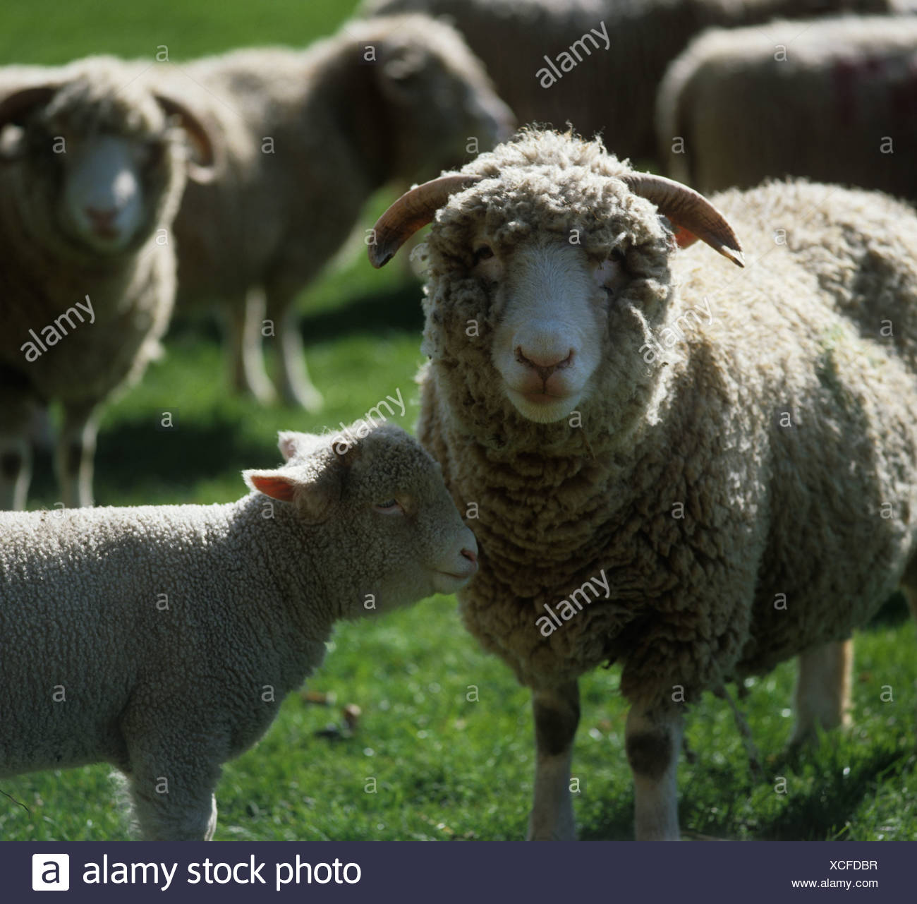 Sheep Horn High Resolution Stock Photography and Images - Alamy