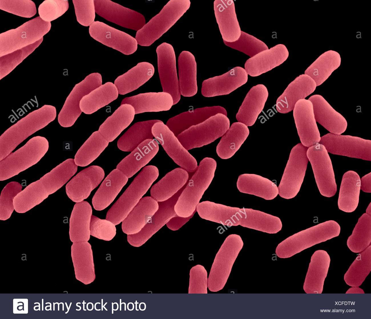 Gamma Protobacteria High Resolution Stock Photography and Images - Alamy