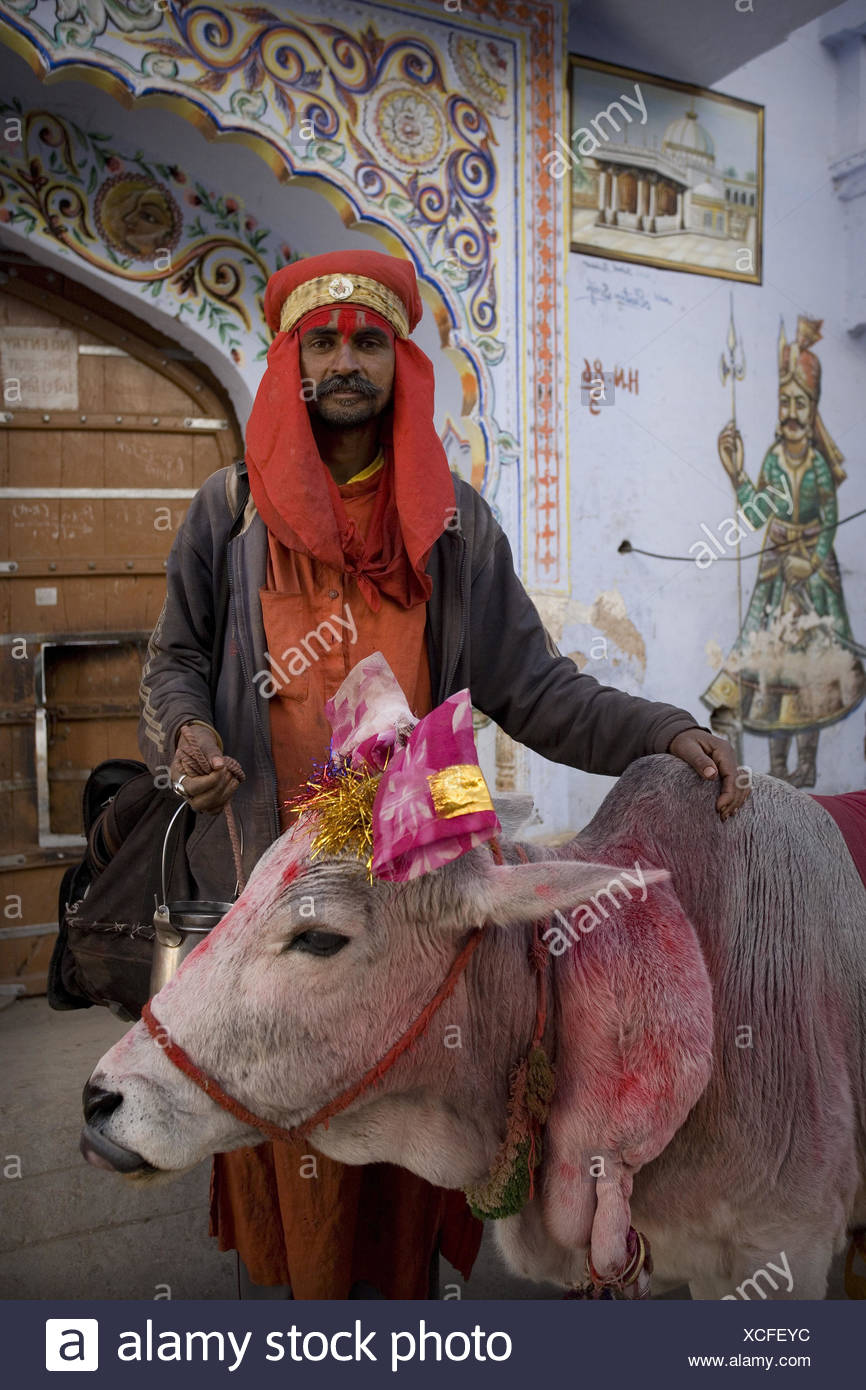 Decorated Cow India High Resolution Stock Photography and Images - Alamy
