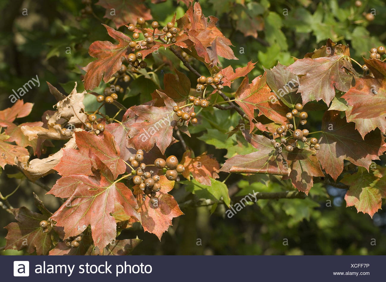 Wild Service Tree Sorbus Torminalis High Resolution Stock Photography ...