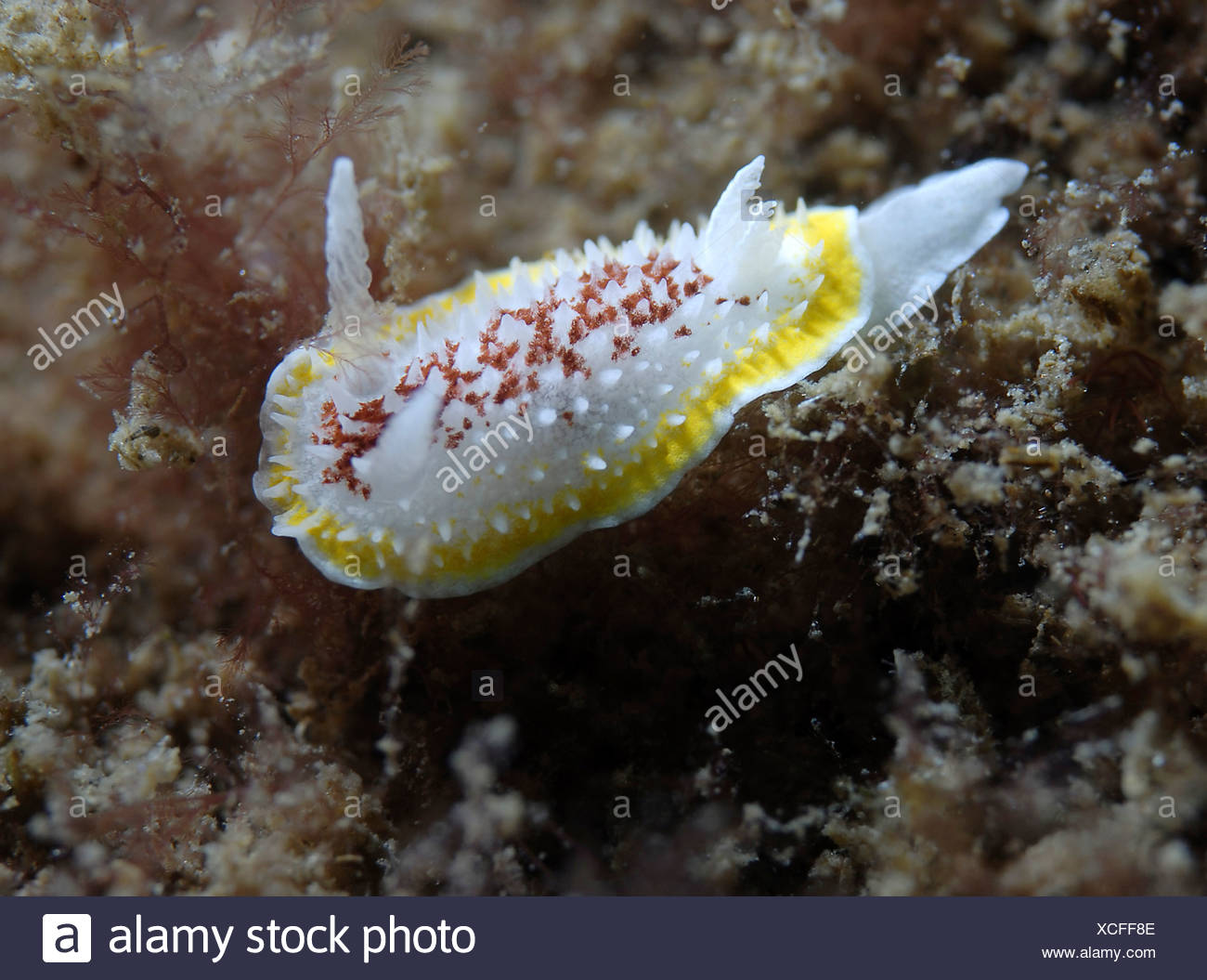 British Sea Slugs High Resolution Stock Photography and Images - Alamy