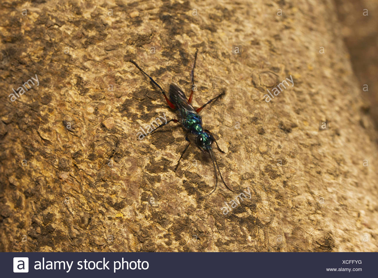 Colony Of Wasps High Resolution Stock Photography and Images - Alamy