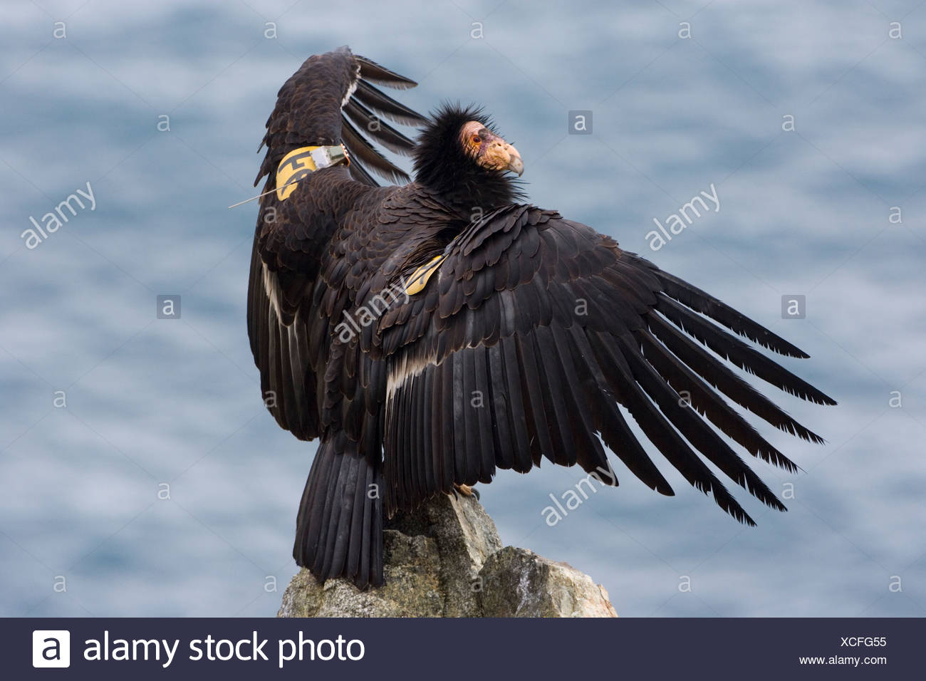 Condor Wingspan High Resolution Stock Photography and Images - Alamy