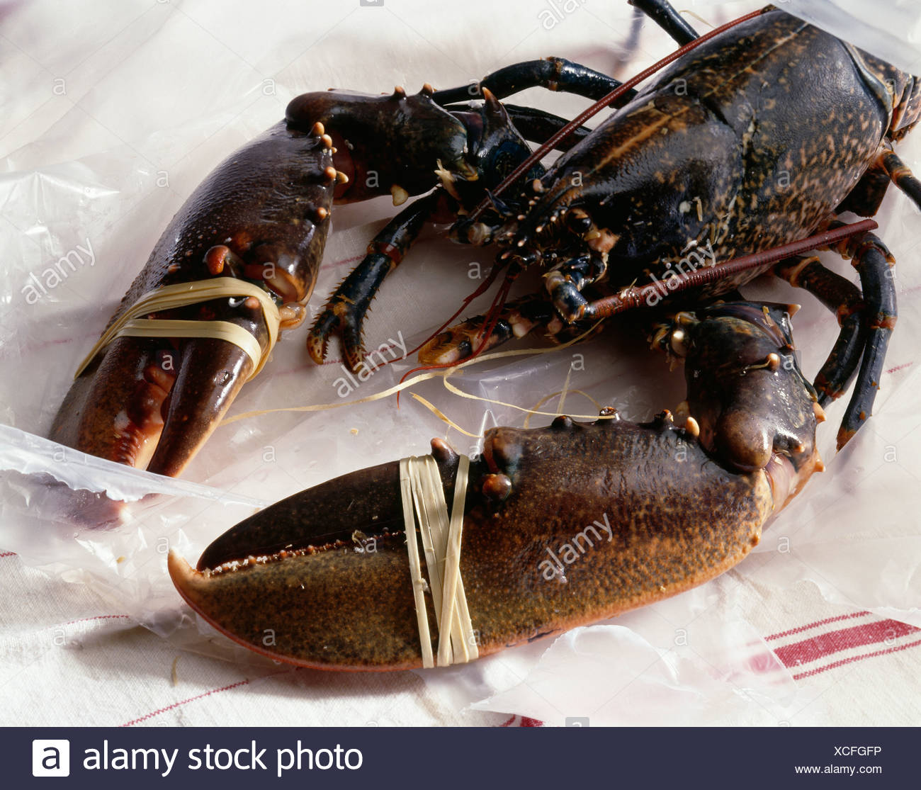 Raw Lobster Stock Photos & Raw Lobster Stock Images - Alamy