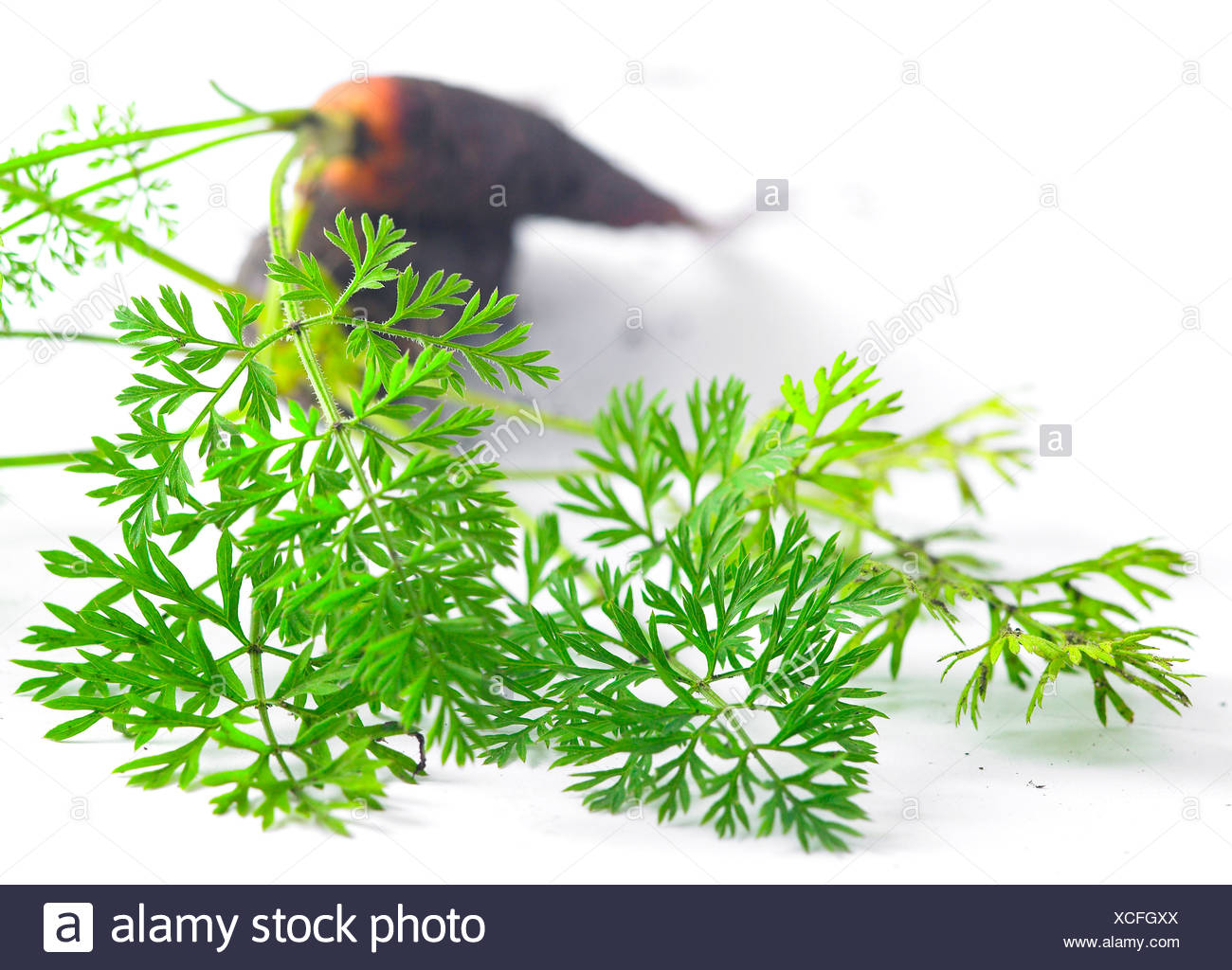 Blood Leaf High Resolution Stock Photography and Images - Alamy