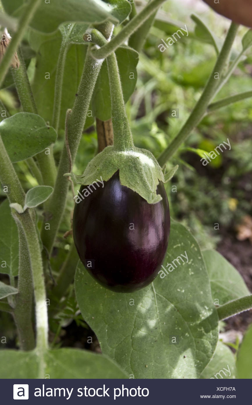 Melongene High Resolution Stock Photography and Images - Alamy