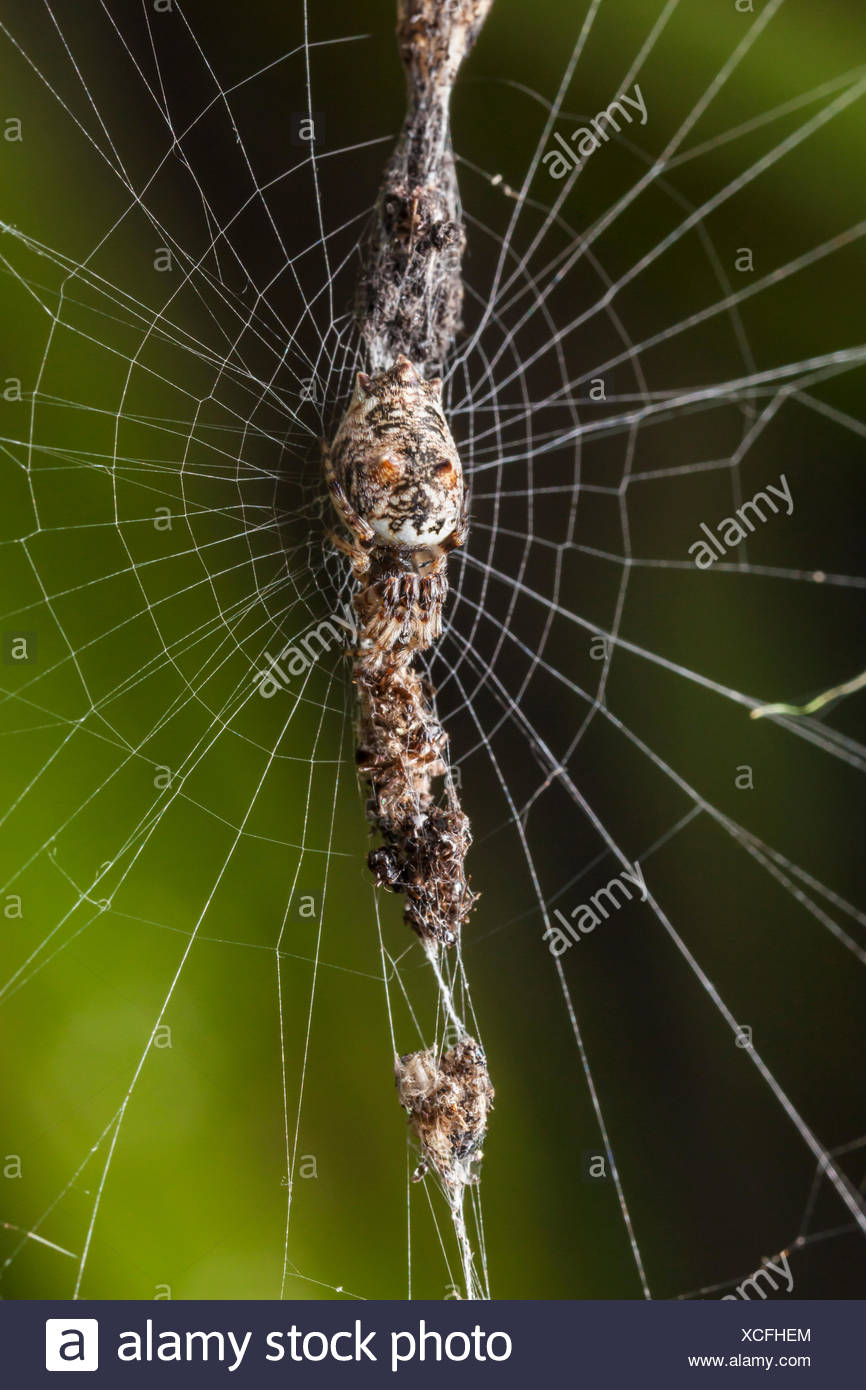 Trashline Orb Web Spider High Resolution Stock Photography and Images ...