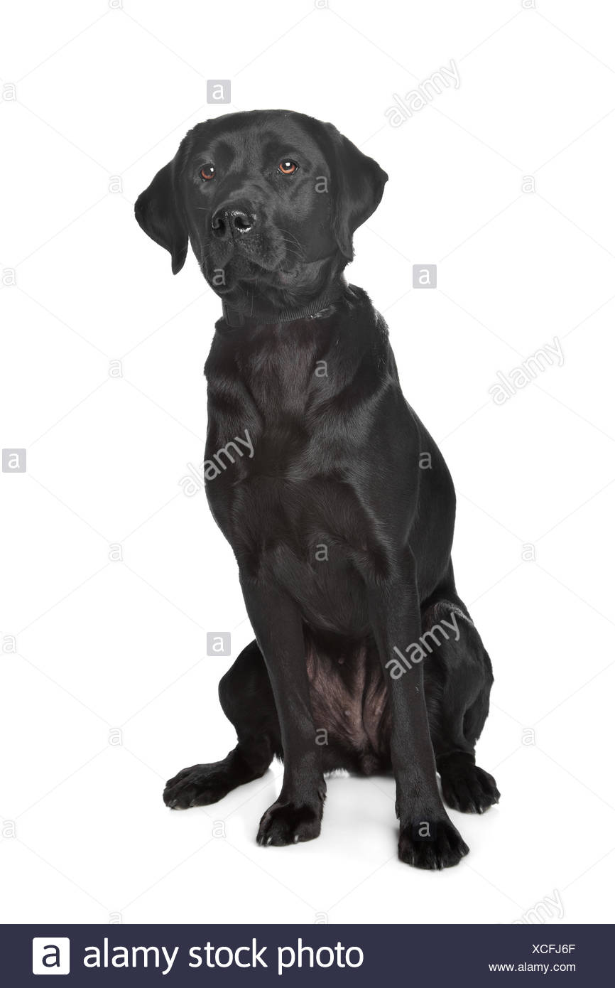 Black Labrador Retriever Stock Photos & Black Labrador Retriever Stock ...