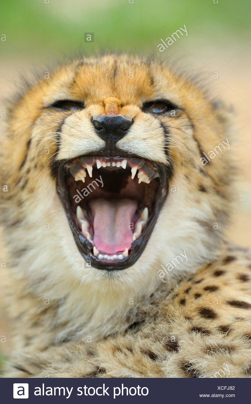 Cheetah Acinonyx Jubatus Snarling High Resolution Stock Photography and ...