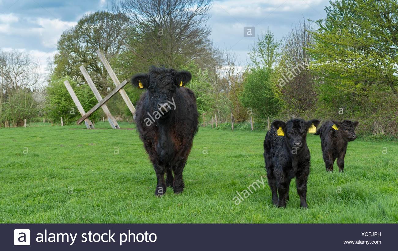 Galloway Rinder High Resolution Stock Photography and Images - Alamy
