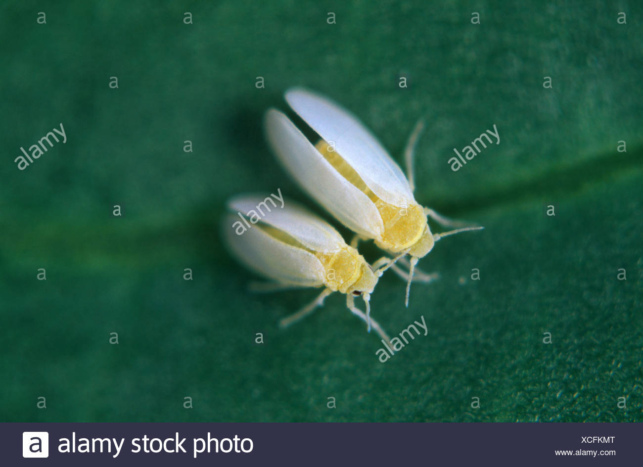 Bemisia Tabaci Stock Photos & Bemisia Tabaci Stock Images - Alamy