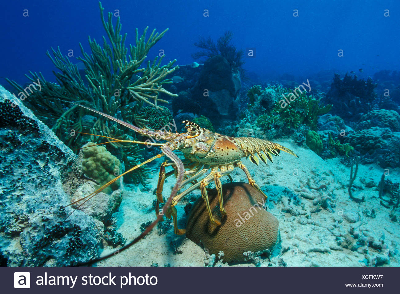 Caribbean Spiny Lobster High Resolution Stock Photography and Images ...