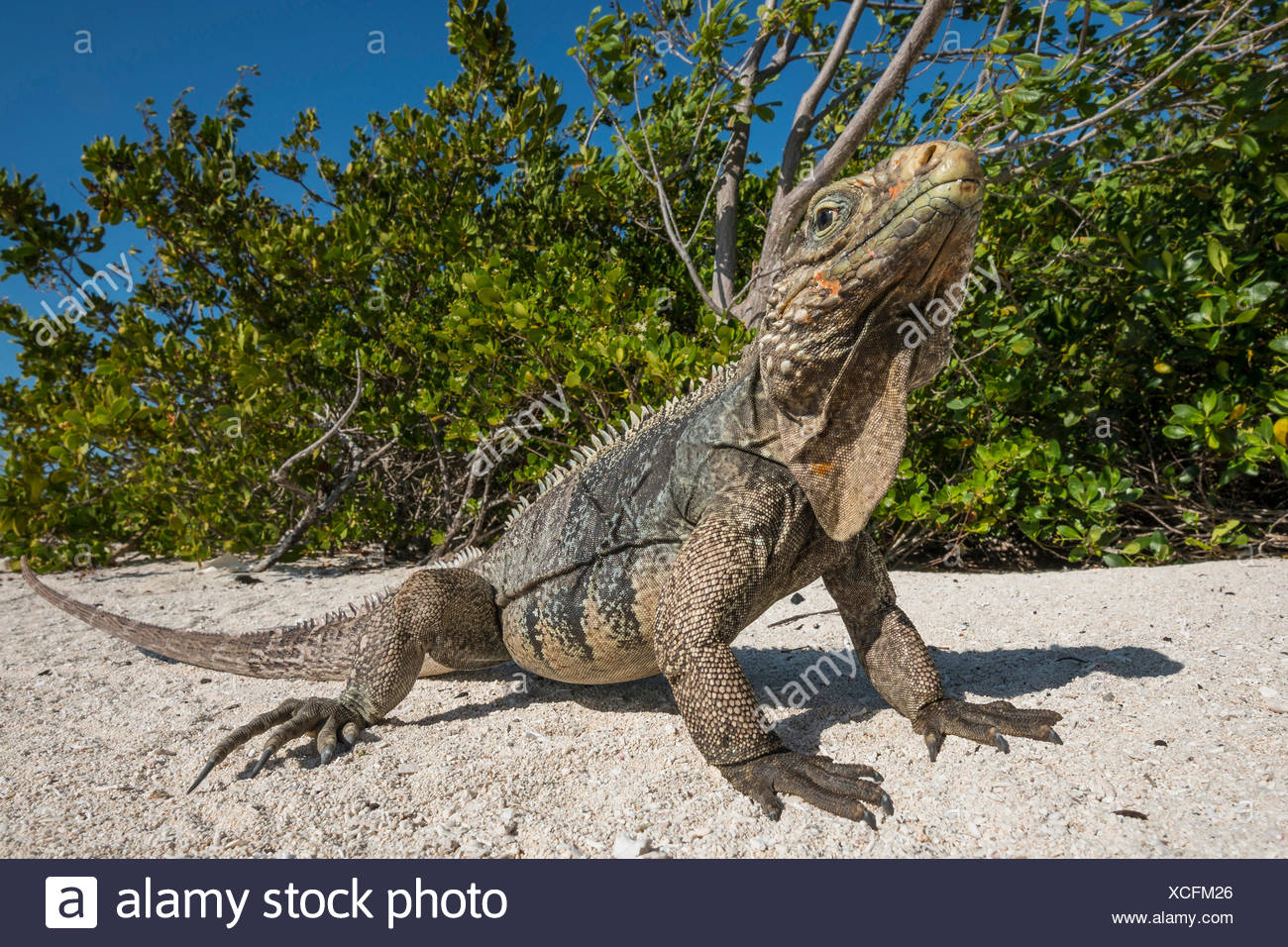 Cuban Park Stock Photos & Cuban Park Stock Images - Alamy