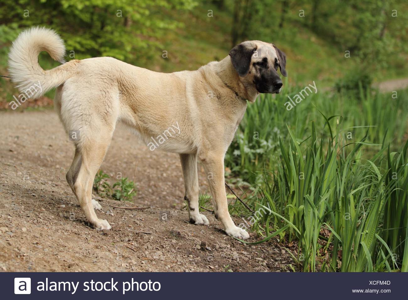 Kangals High Resolution Stock Photography and Images - Alamy