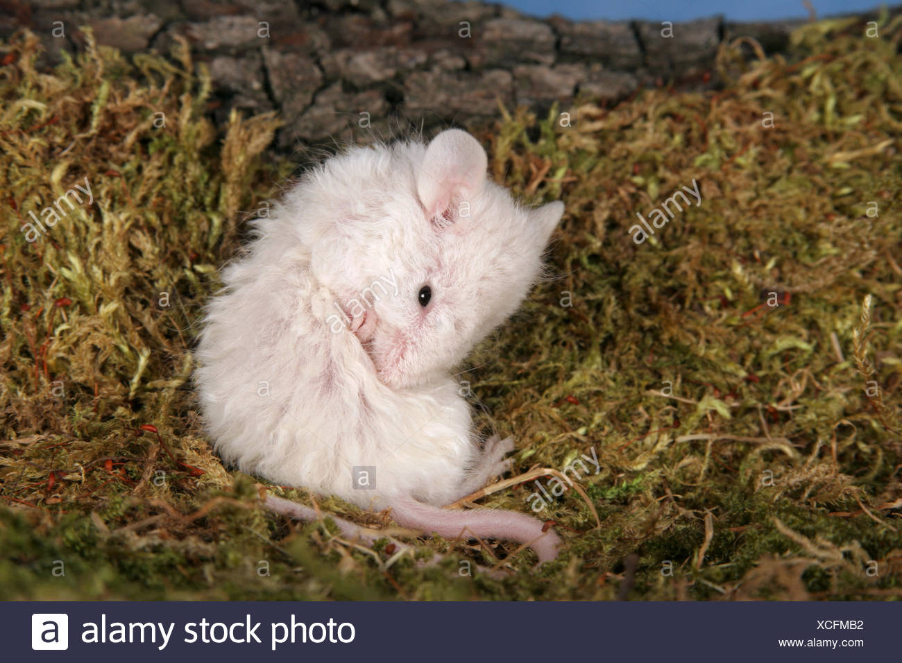 Mouse Grooming High Resolution Stock Photography and Images - Alamy