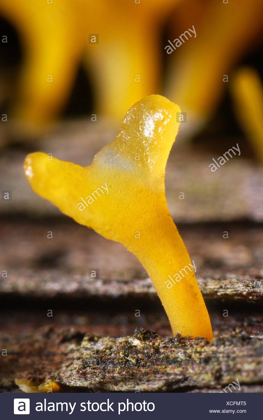 Clavate High Resolution Stock Photography and Images - Alamy