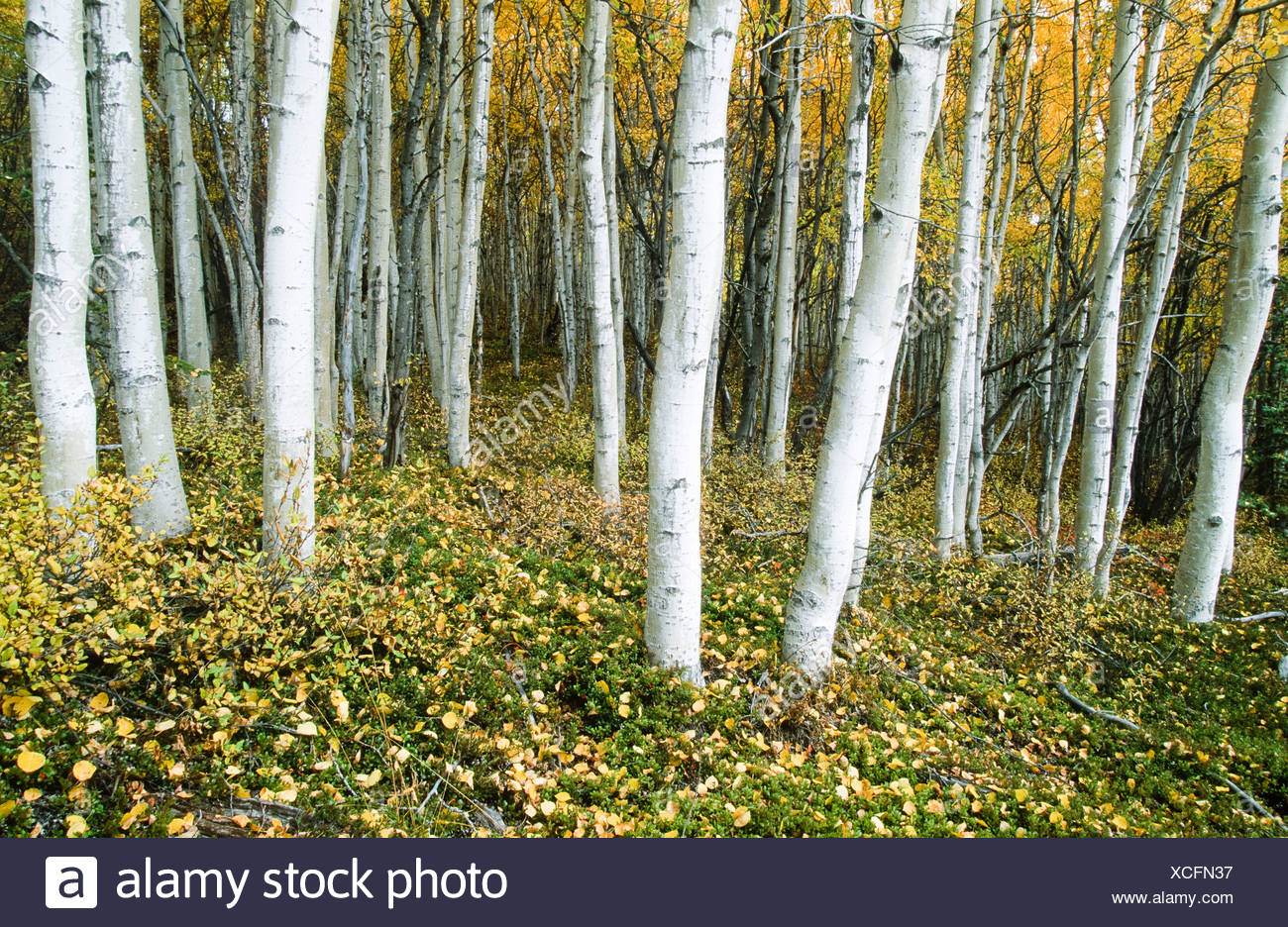 Alaska Birch Tree Trunks Stock Photos & Alaska Birch Tree Trunks Stock ...
