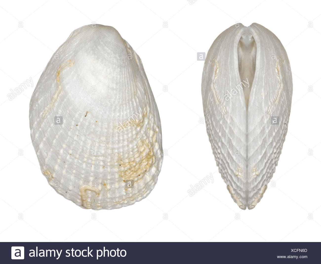 File Shell High Resolution Stock Photography and Images - Alamy