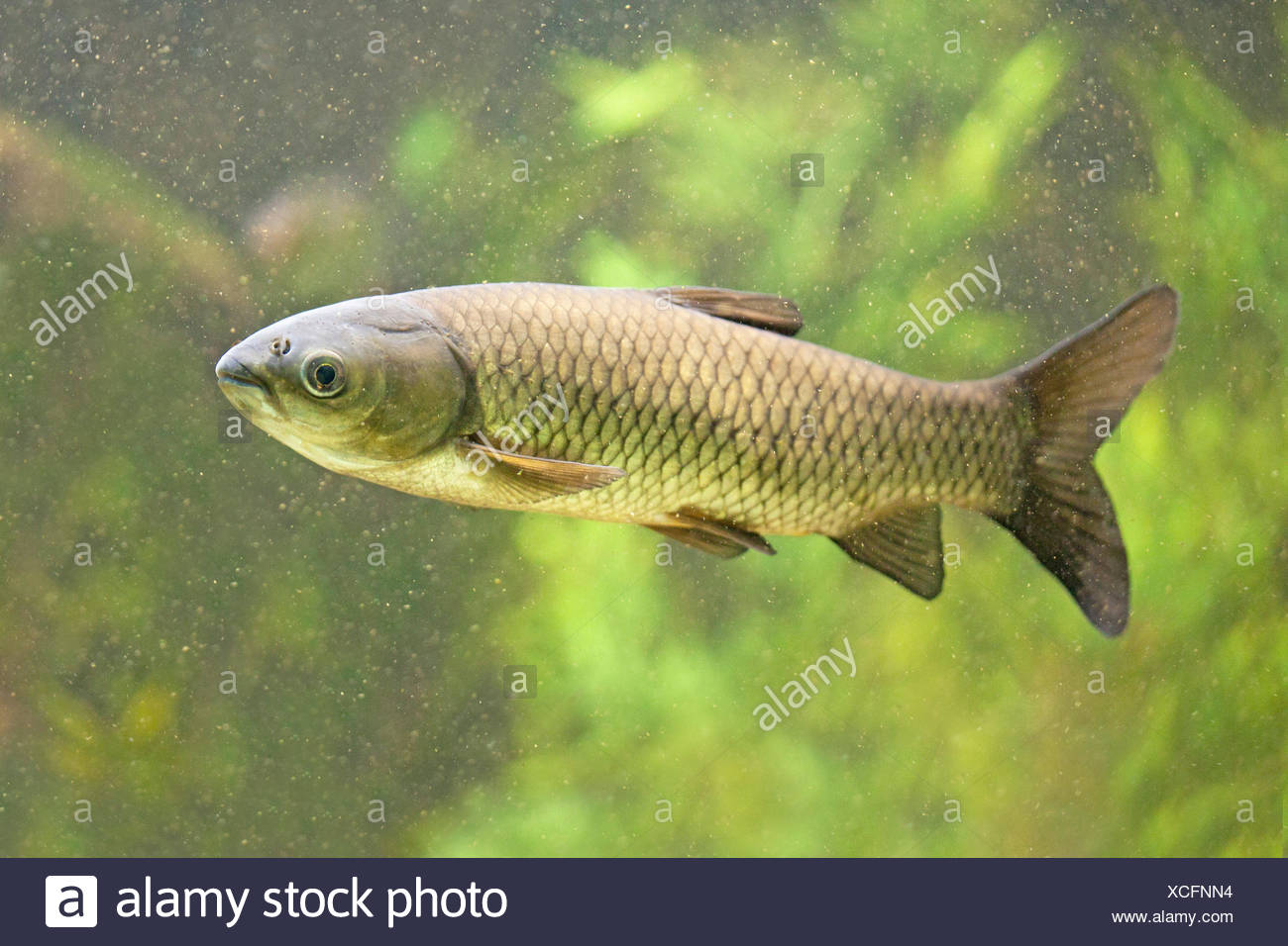Grass Carp High Resolution Stock Photography and Images - Alamy