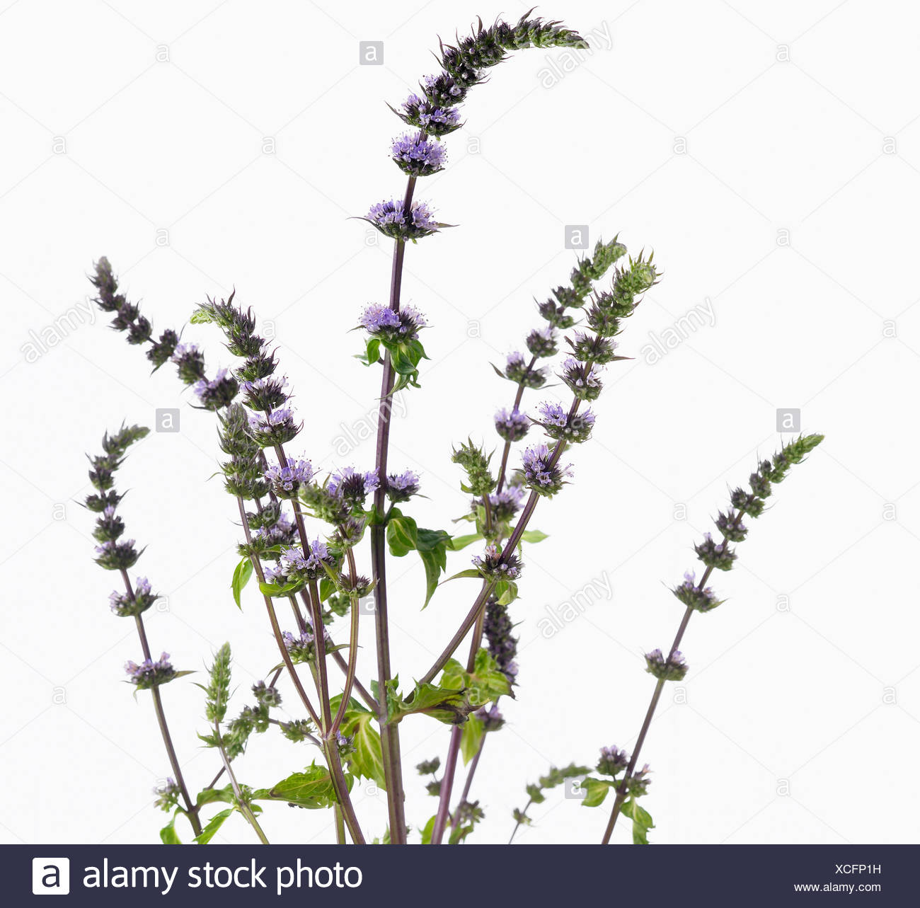 Spearmint Mentha High Resolution Stock Photography and Images - Alamy