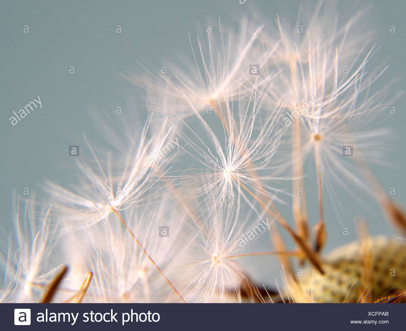 Hawkbit Seed High Resolution Stock Photography and Images - Alamy